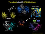 Dr. Zhijian 'James' Chen: Unlocking the Immune System | Discovery | UT ...